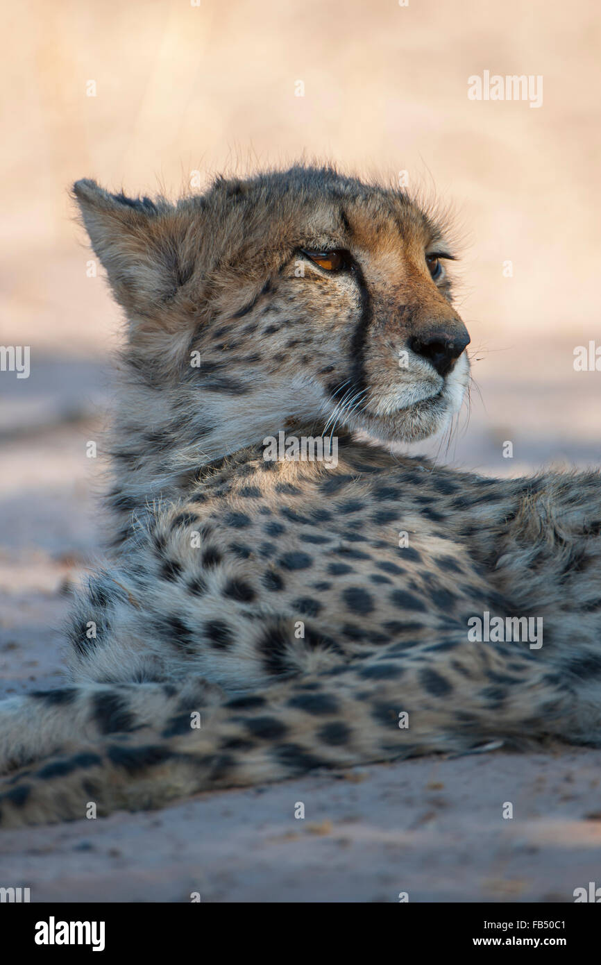 Gepard botswana hi-res stock photography and images - Alamy