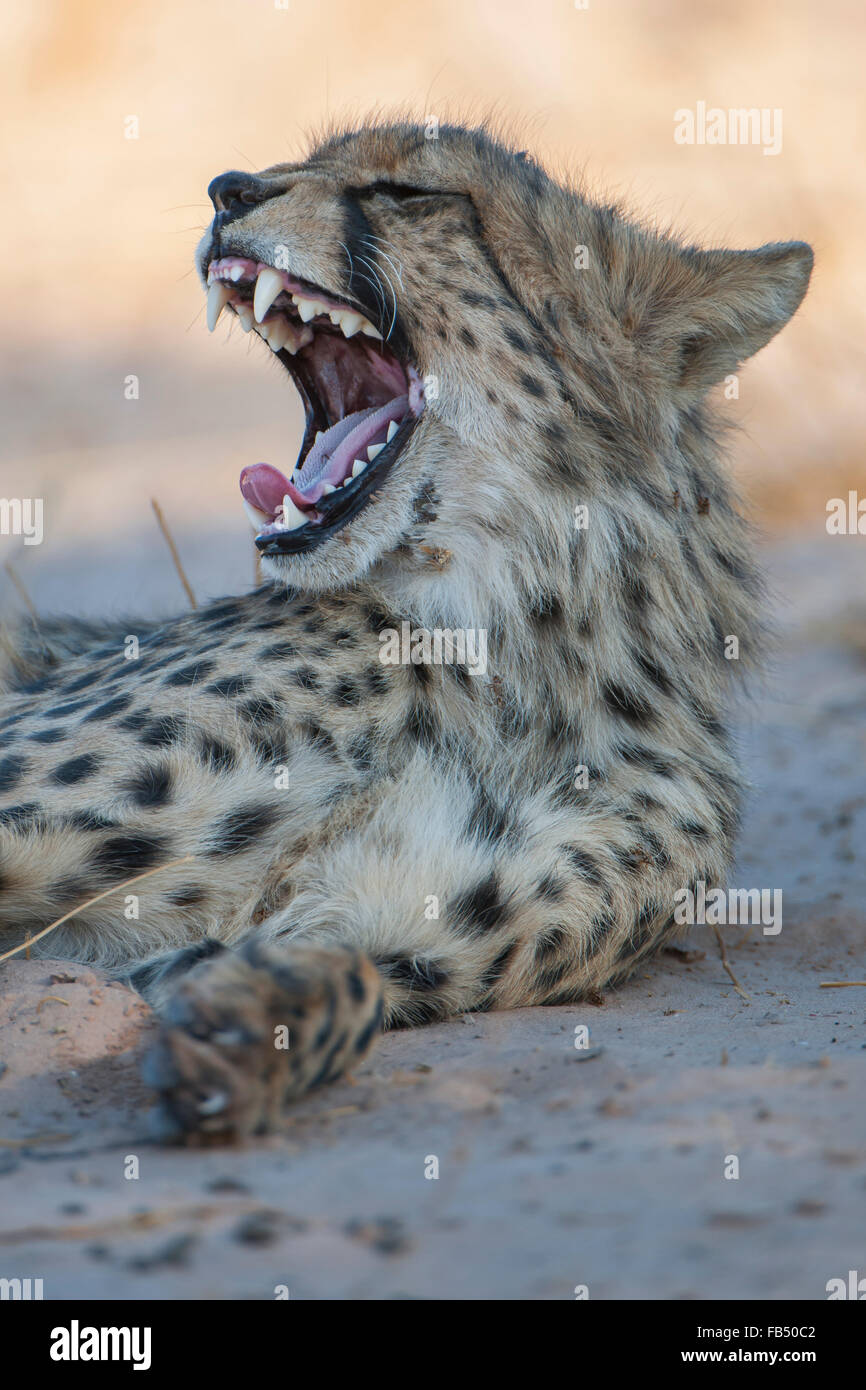 Gepard botswana hi-res stock photography and images - Alamy
