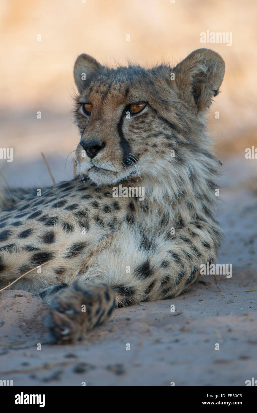 Gepard (Acinonyx jubatus Stock Photo - Alamy