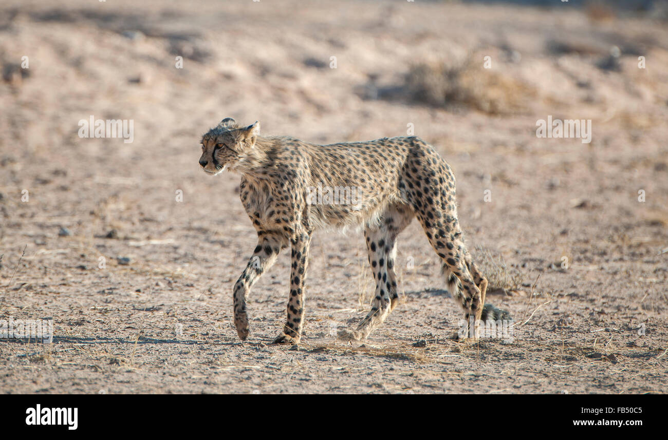 Gepard botswana hi-res stock photography and images - Alamy