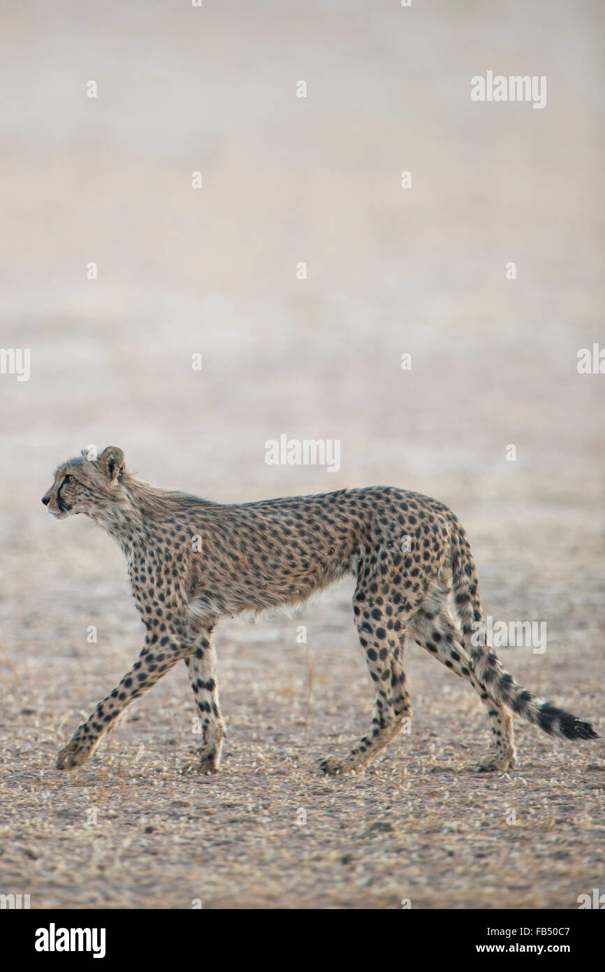 Gepard (Acinonyx jubatus Stock Photo - Alamy