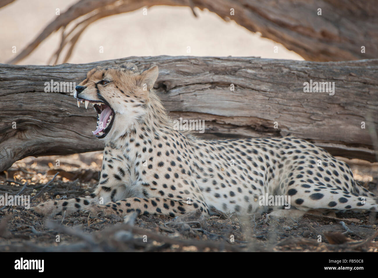 Gepard (Acinonyx jubatus Stock Photo - Alamy