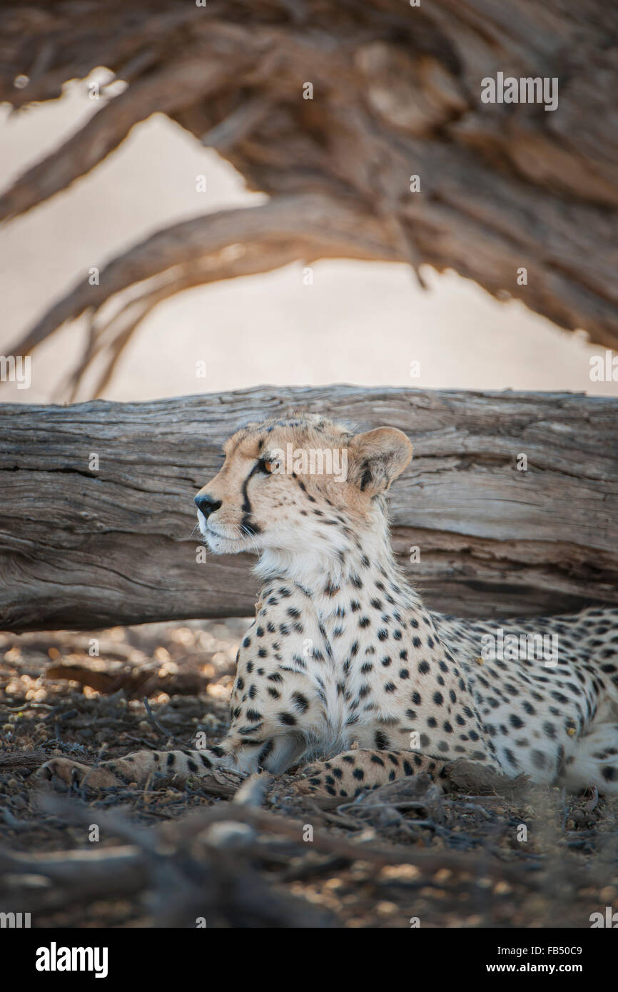 Gepard (Acinonyx jubatus Stock Photo - Alamy
