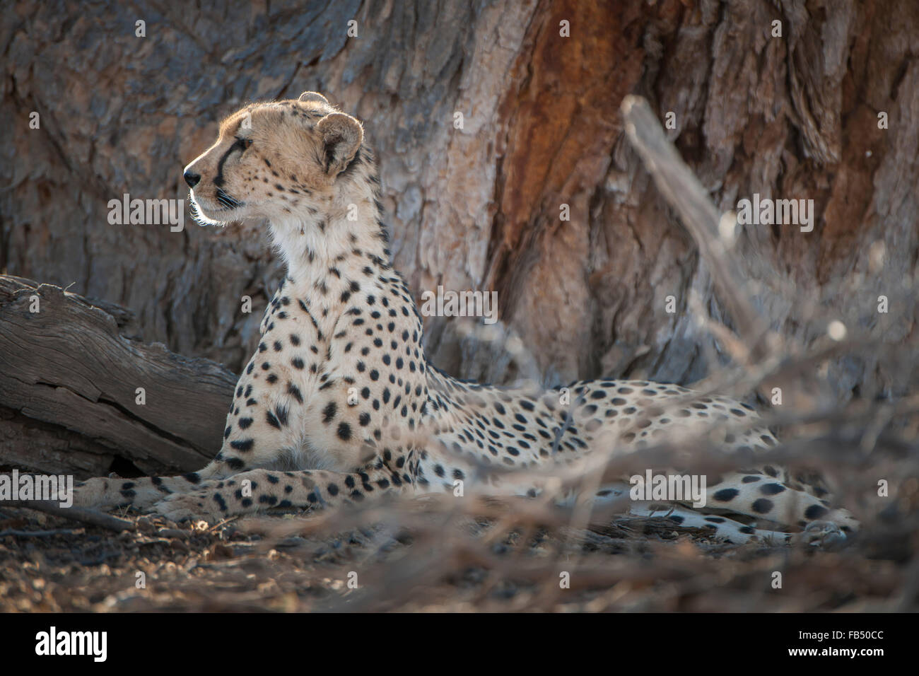 Gepard (Acinonyx jubatus Stock Photo - Alamy