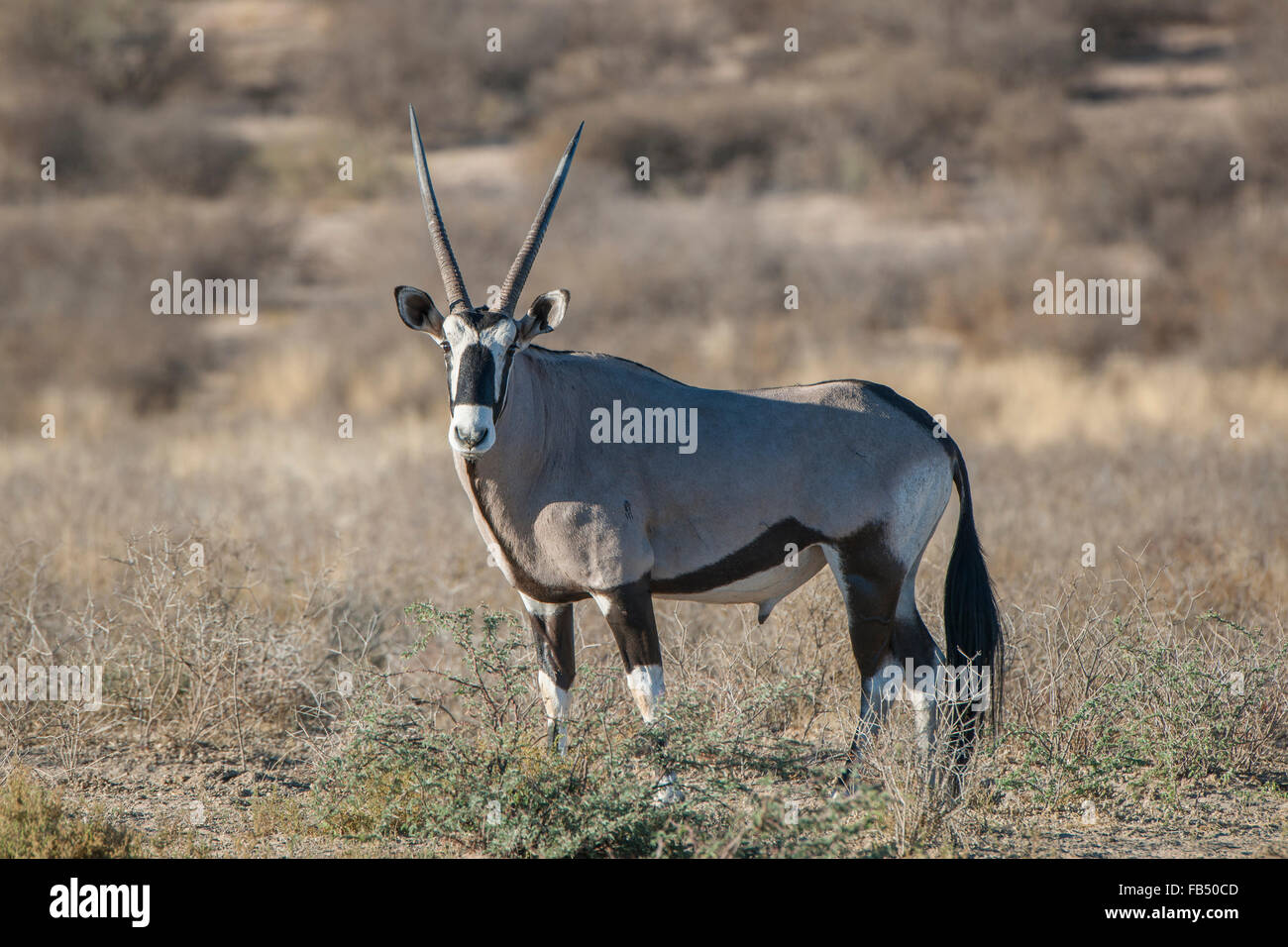 Oryx-Antilope (Oryx gazella Stock Photo - Alamy
