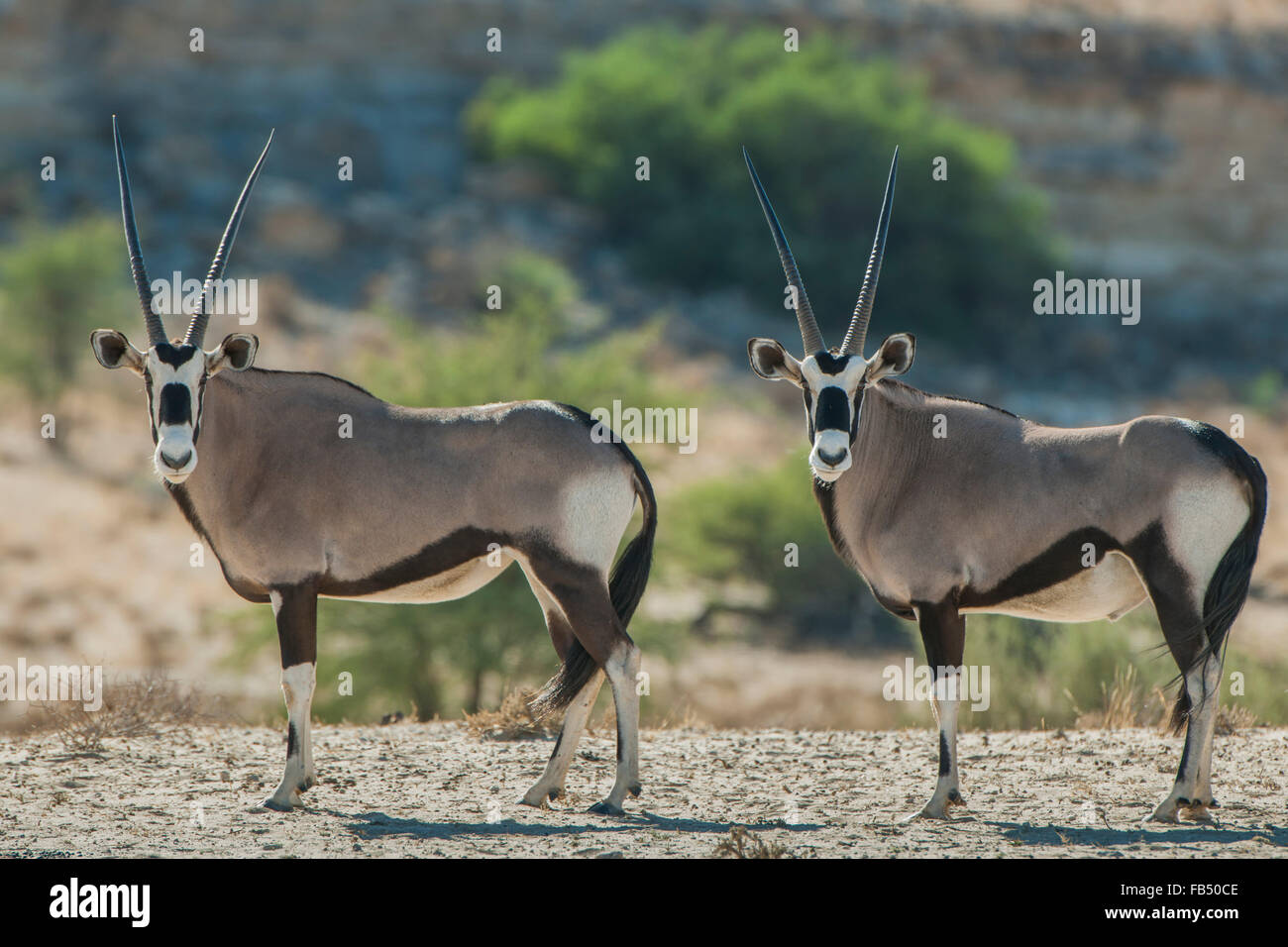 Ganzkörperansichten hi-res stock photography and images - Alamy