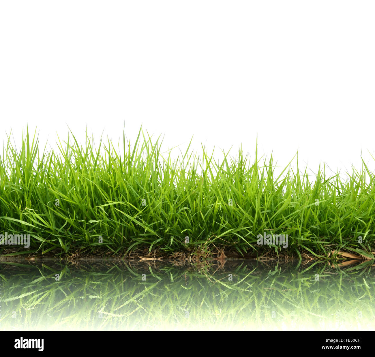fresh spring green grass isolated on white background Stock Photo - Alamy