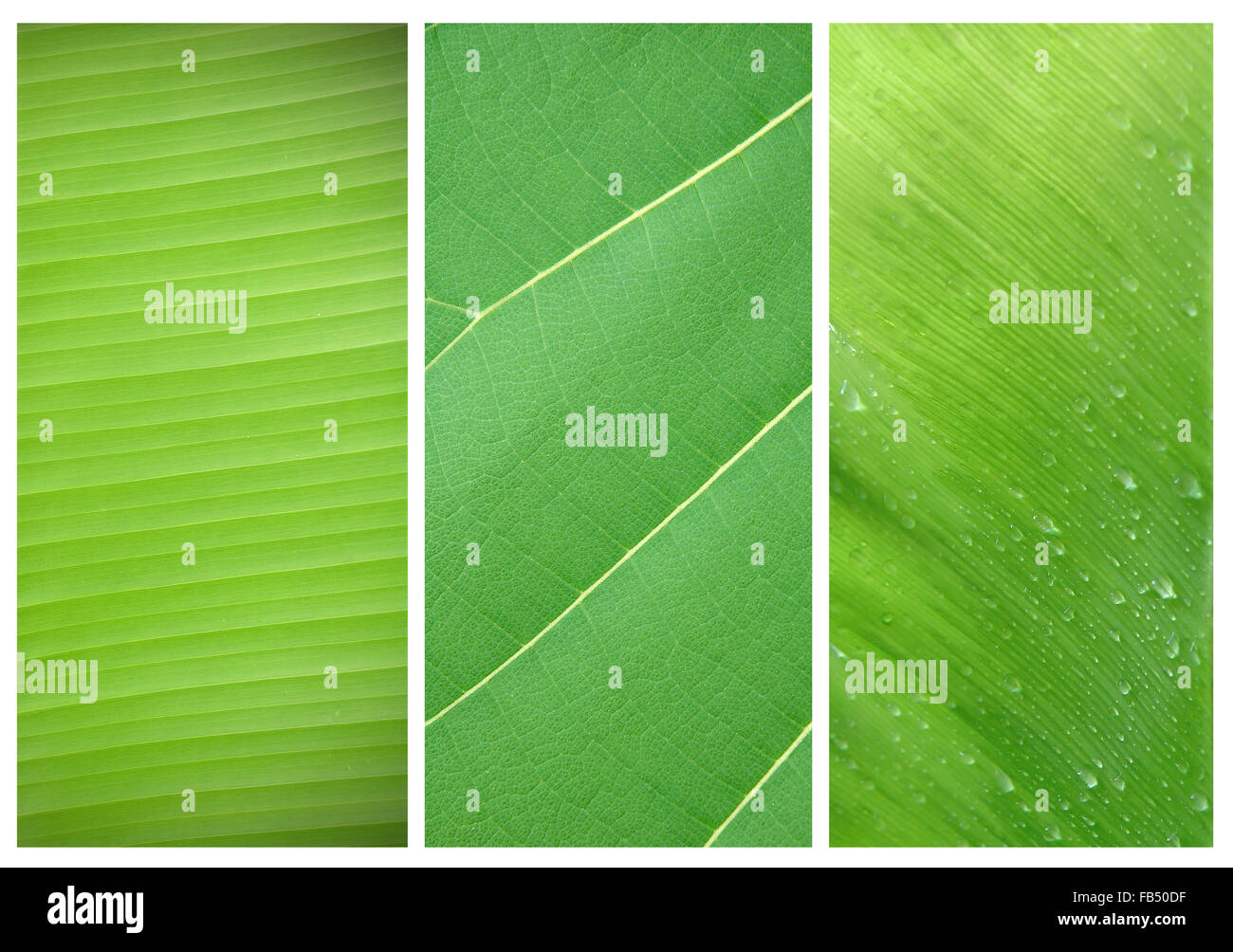 textured of leaves Stock Photo - Alamy