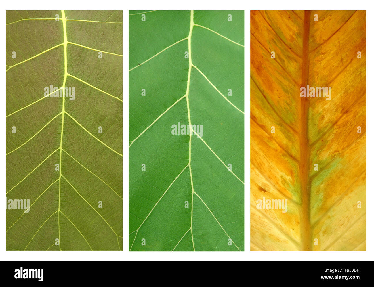 textured of leaves Stock Photo - Alamy