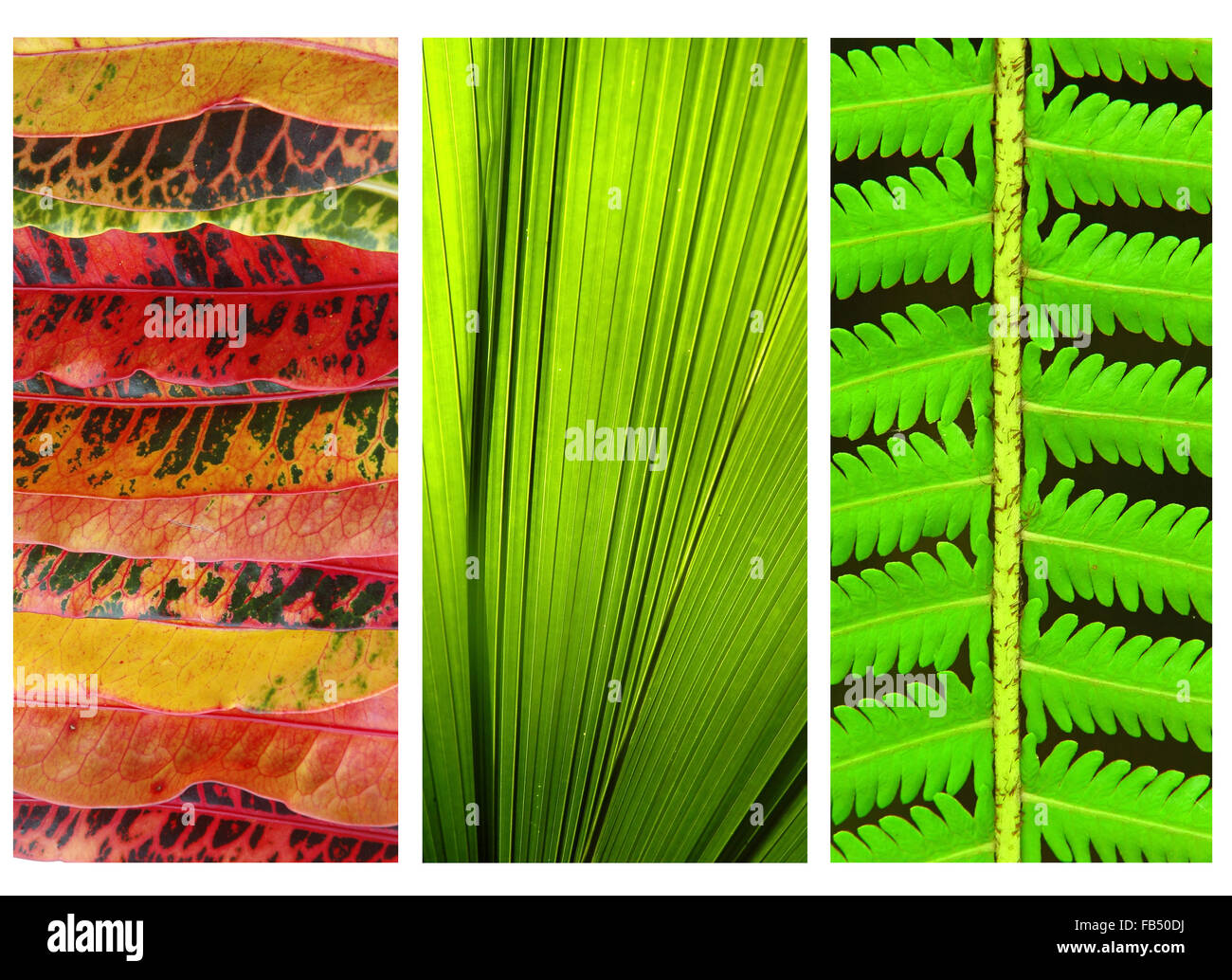 textured of leaves Stock Photo - Alamy