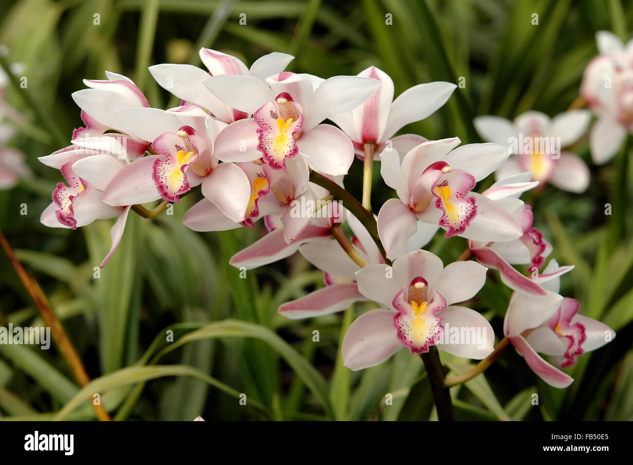 Cymbidium sp hi-res stock photography and images - Alamy