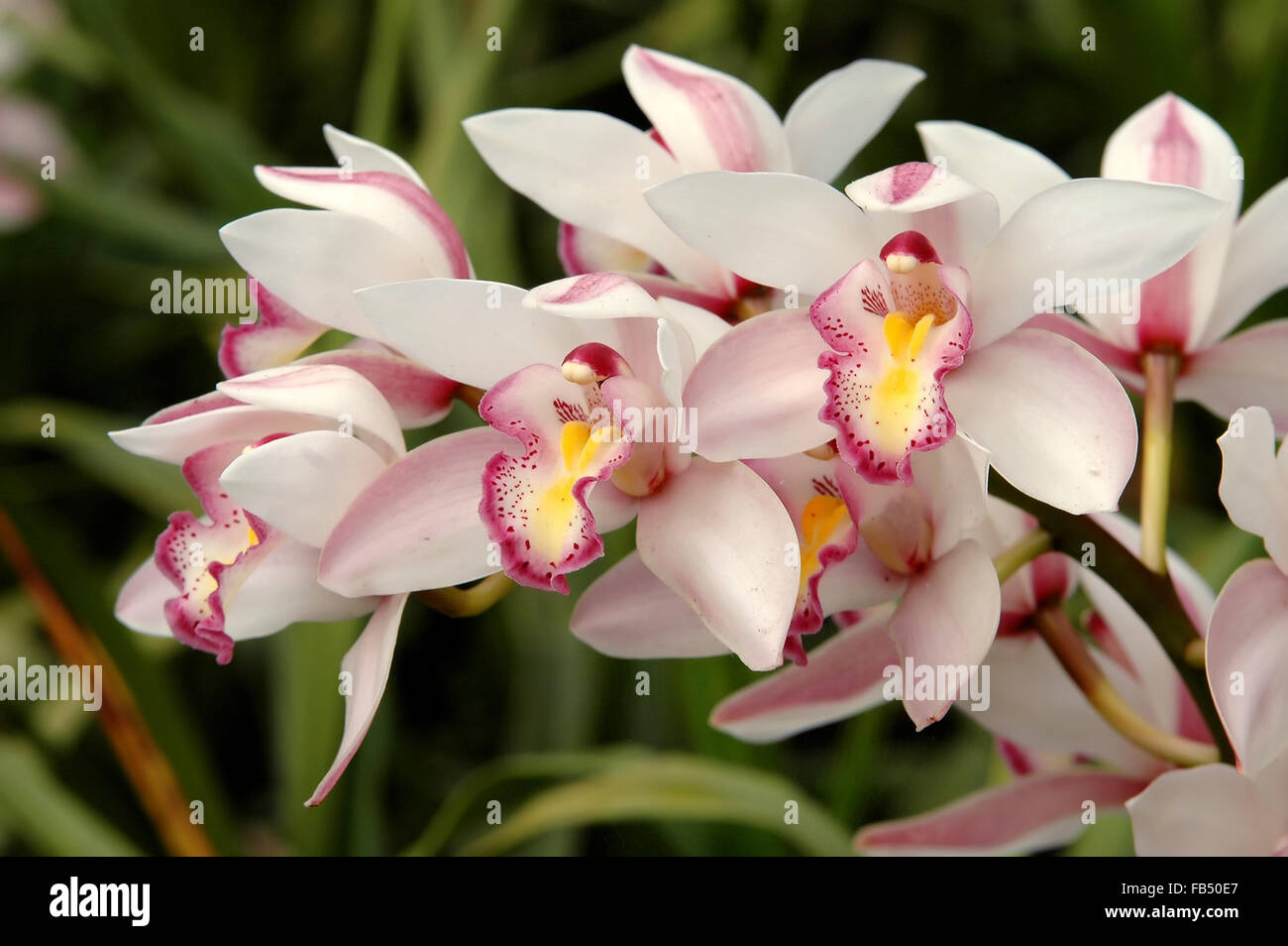 Cymbidium Sp High Resolution Stock Photography and Images - Alamy