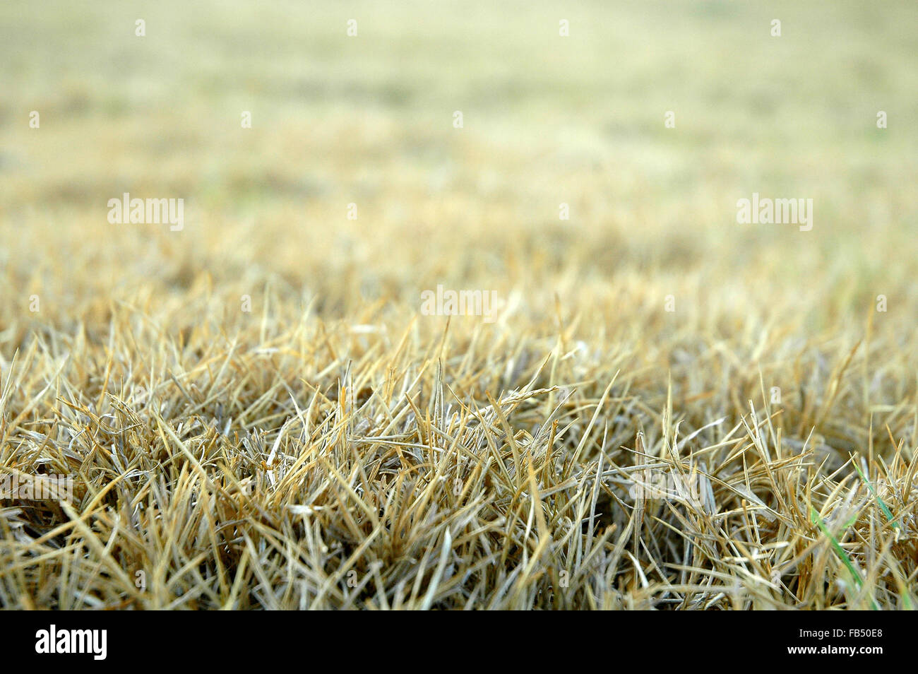 textured of dried grass Stock Photo - Alamy