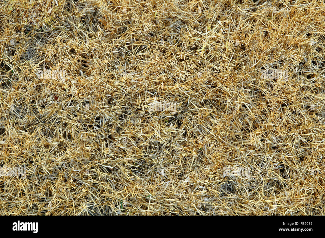 textured of dried grass Stock Photo - Alamy