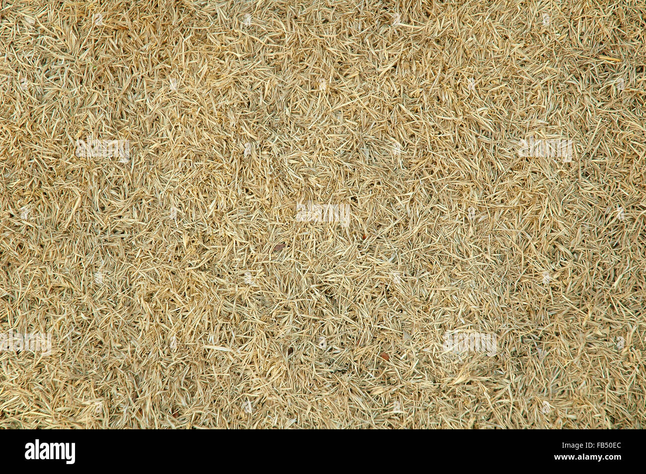 Grassland textures hi-res stock photography and images - Alamy