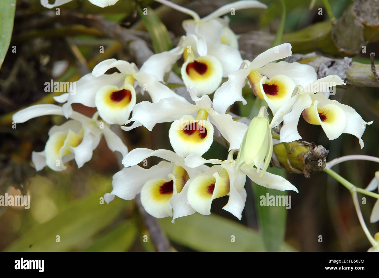 Dendrobium signatum hi-res stock photography and images - Alamy