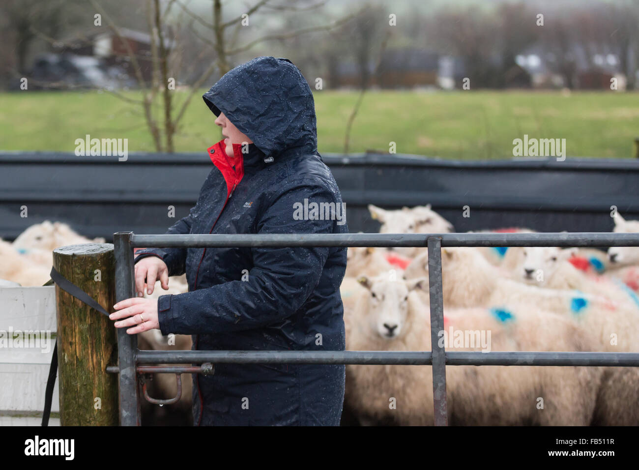 Raining on farm hi-res stock photography and images - Alamy