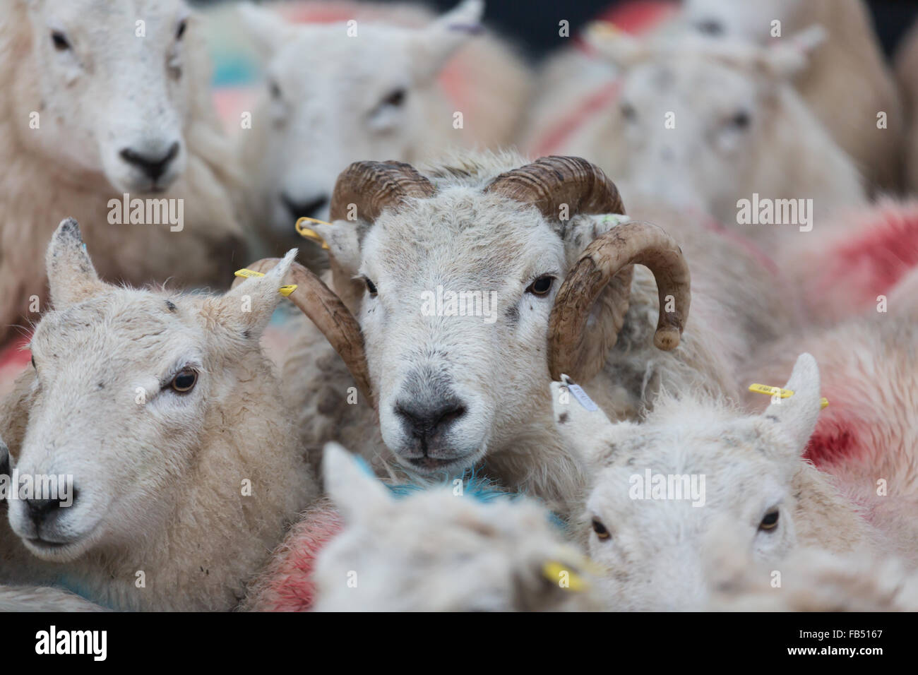 Ram amongst ewes Stock Photo - Alamy