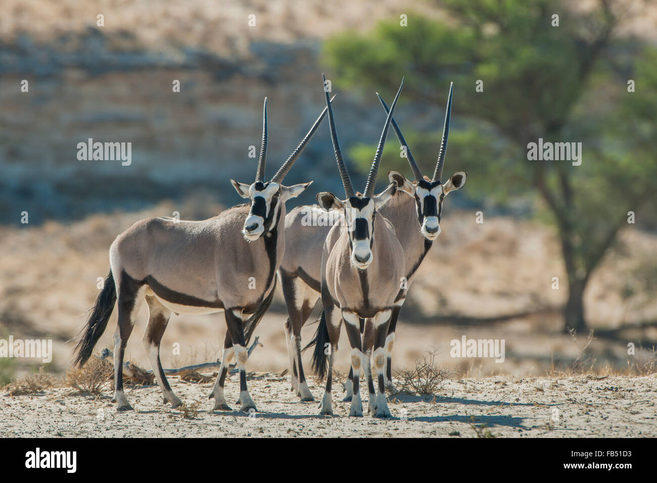 Oryx-Antilope (Oryx gazella Stock Photo - Alamy