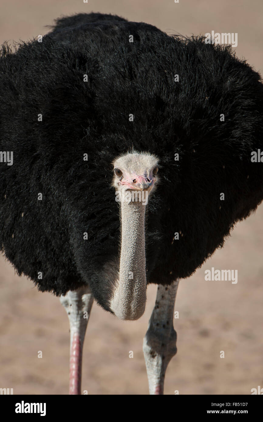 Strauss vogelstrauss hi-res stock photography and images - Alamy