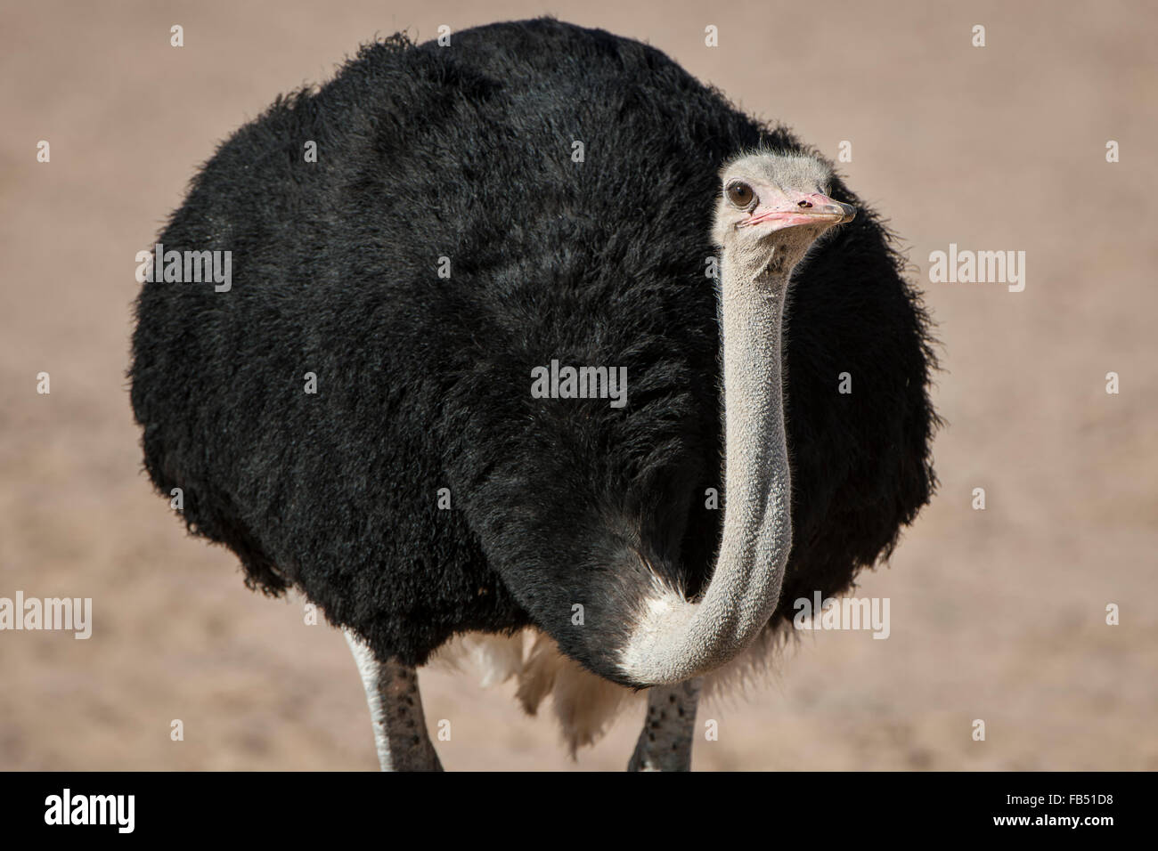 Strauss (Struthio camelus Stock Photo - Alamy