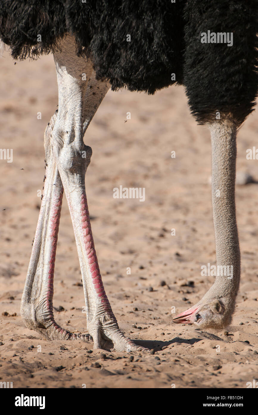 Strauss (Struthio camelus Stock Photo - Alamy