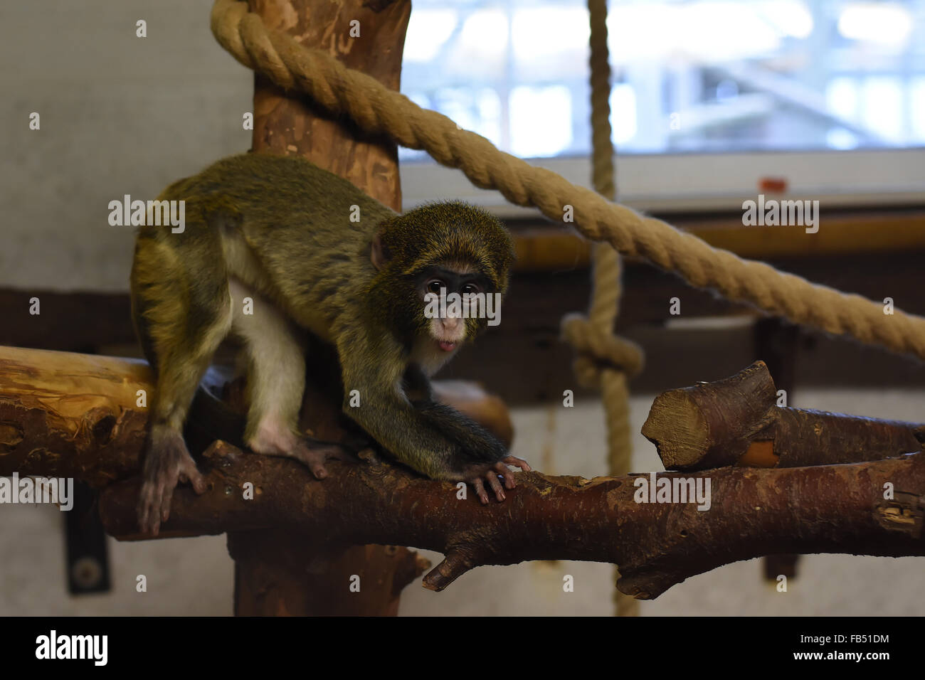 Monkey enclosure zoo hi-res stock photography and images - Alamy