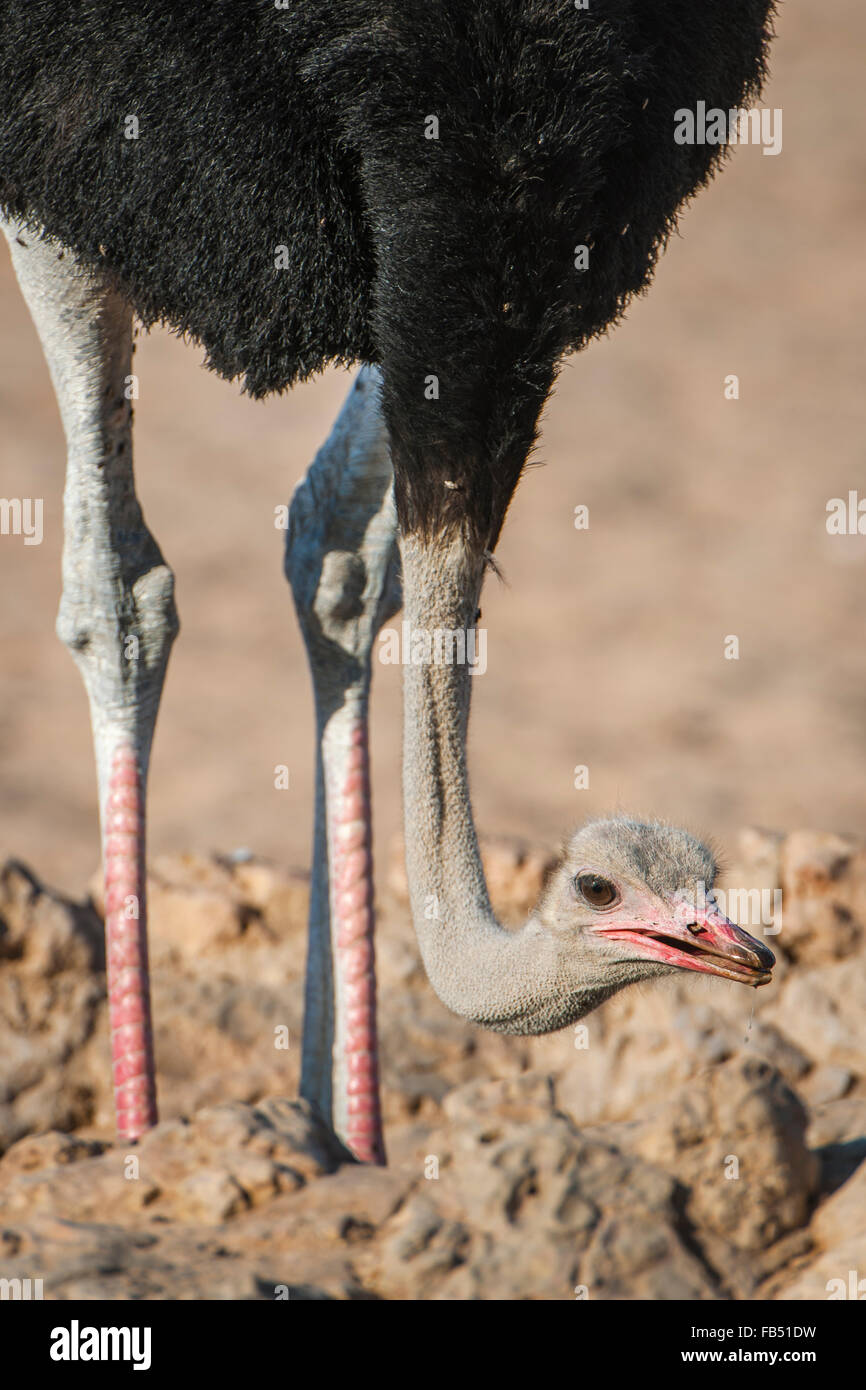 Vogel vogelstrauss hi-res stock photography and images - Alamy