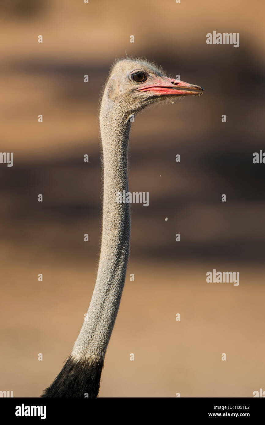 Strauss (Struthio camelus Stock Photo - Alamy