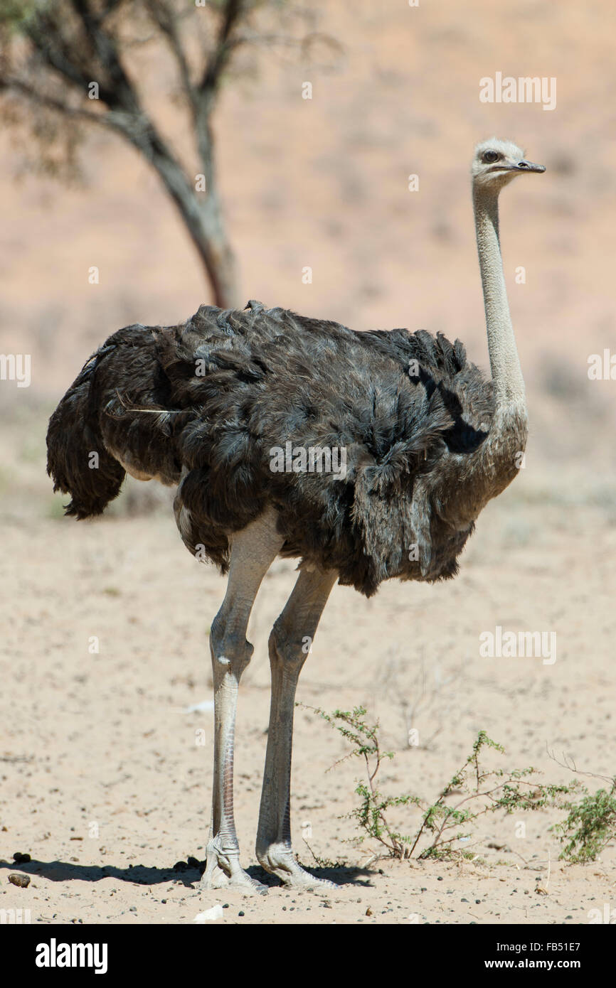 Strauss (Struthio camelus Stock Photo - Alamy