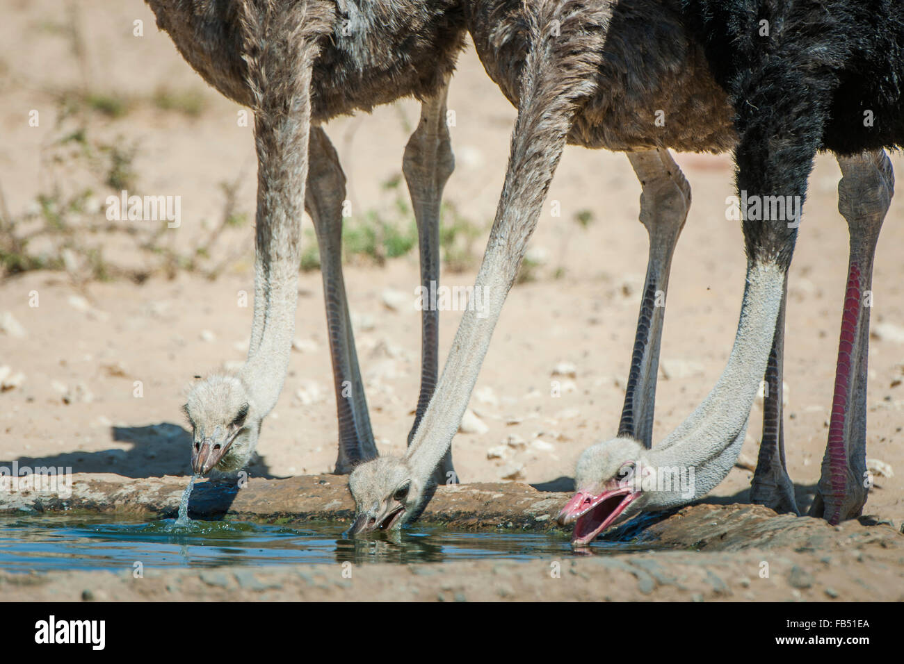 Strauss (Struthio camelus Stock Photo - Alamy