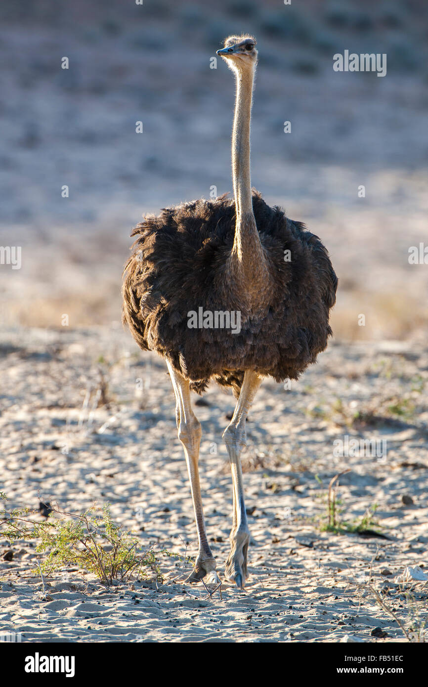 Strauss (Struthio camelus Stock Photo - Alamy