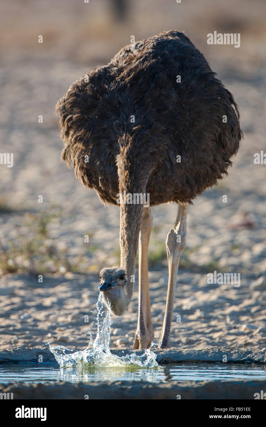 Strauss (Struthio camelus Stock Photo - Alamy