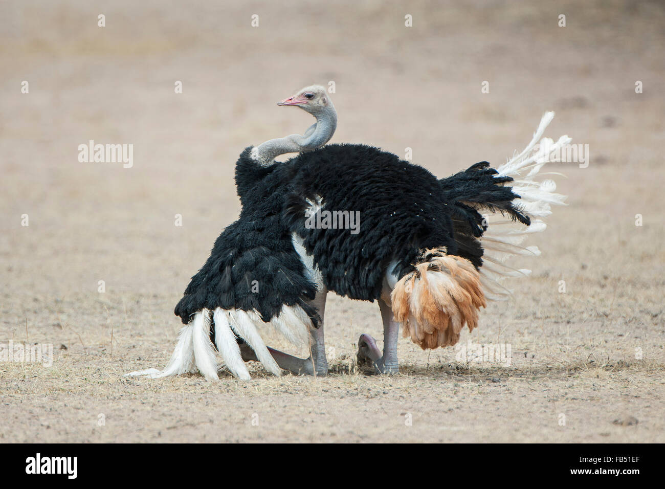 Strauss (Struthio camelus Stock Photo - Alamy