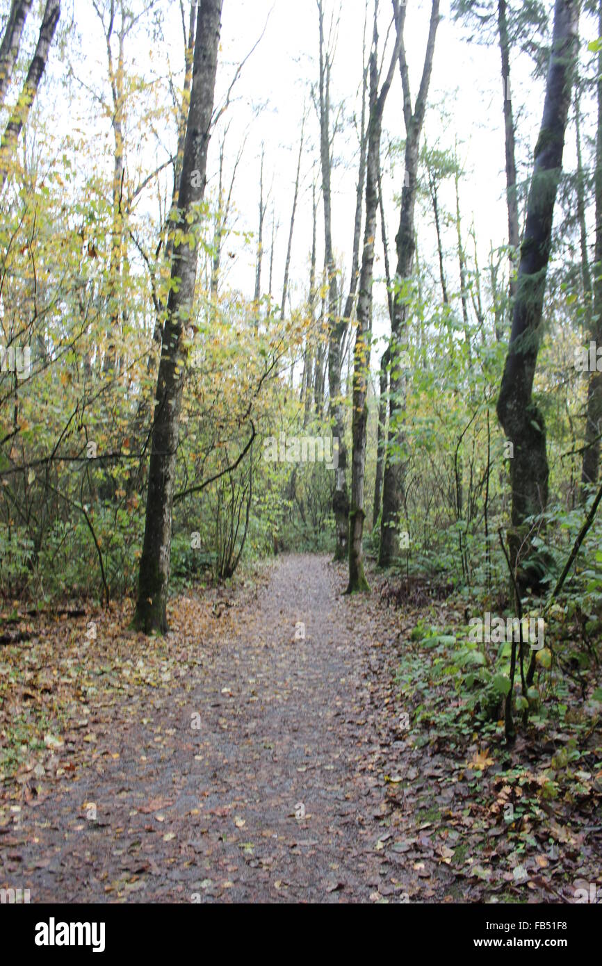 Silhouette of Fall Stock Photo - Alamy