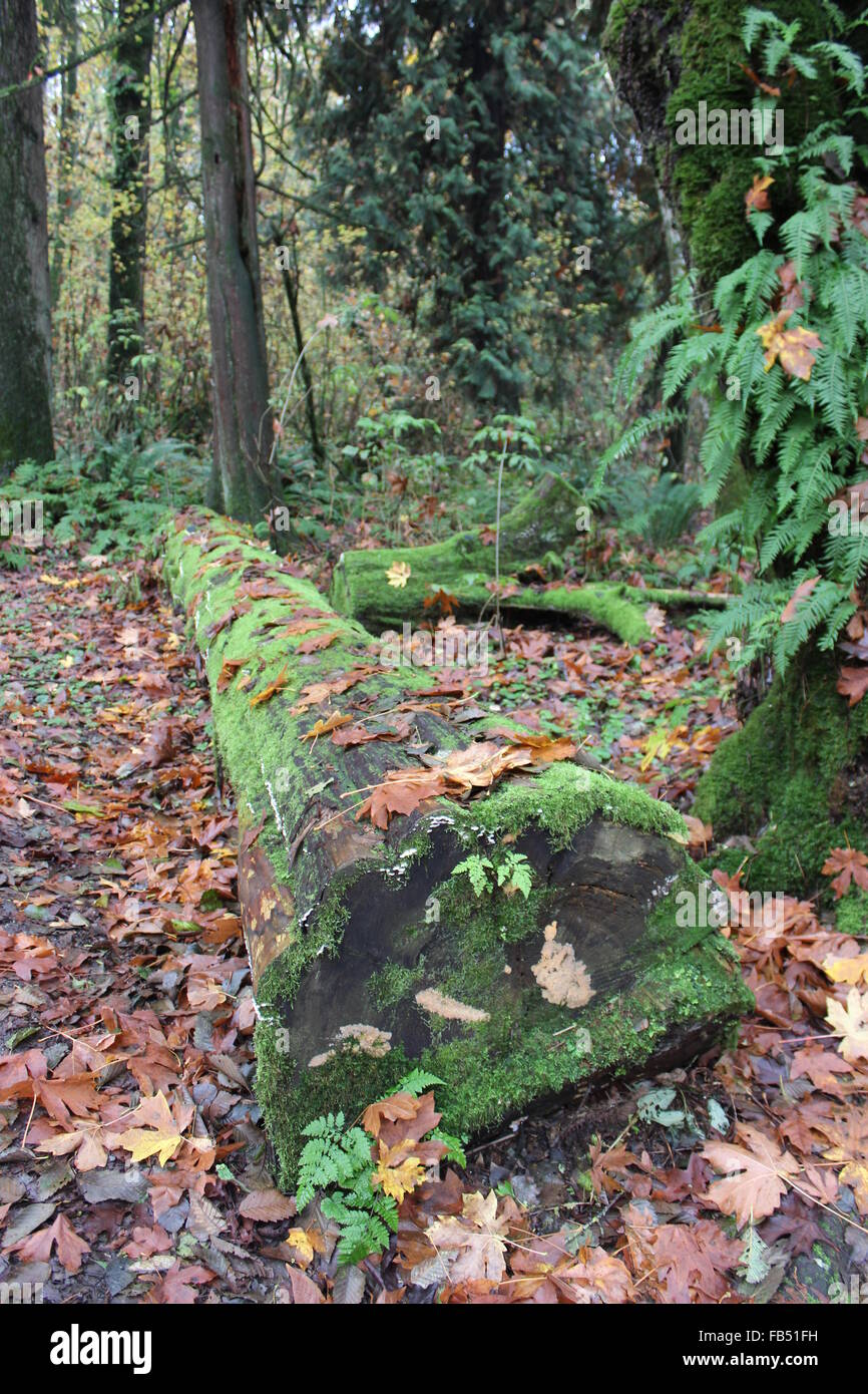 Old Growth Forest Stock Photo - Alamy