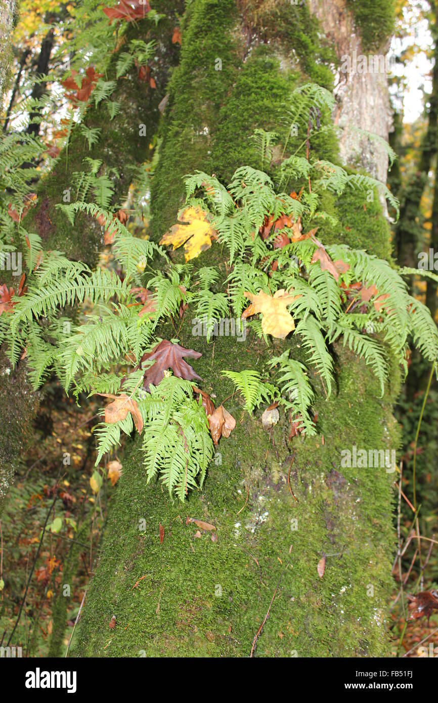 Fern in an Old Growth Forest Stock Photo - Alamy