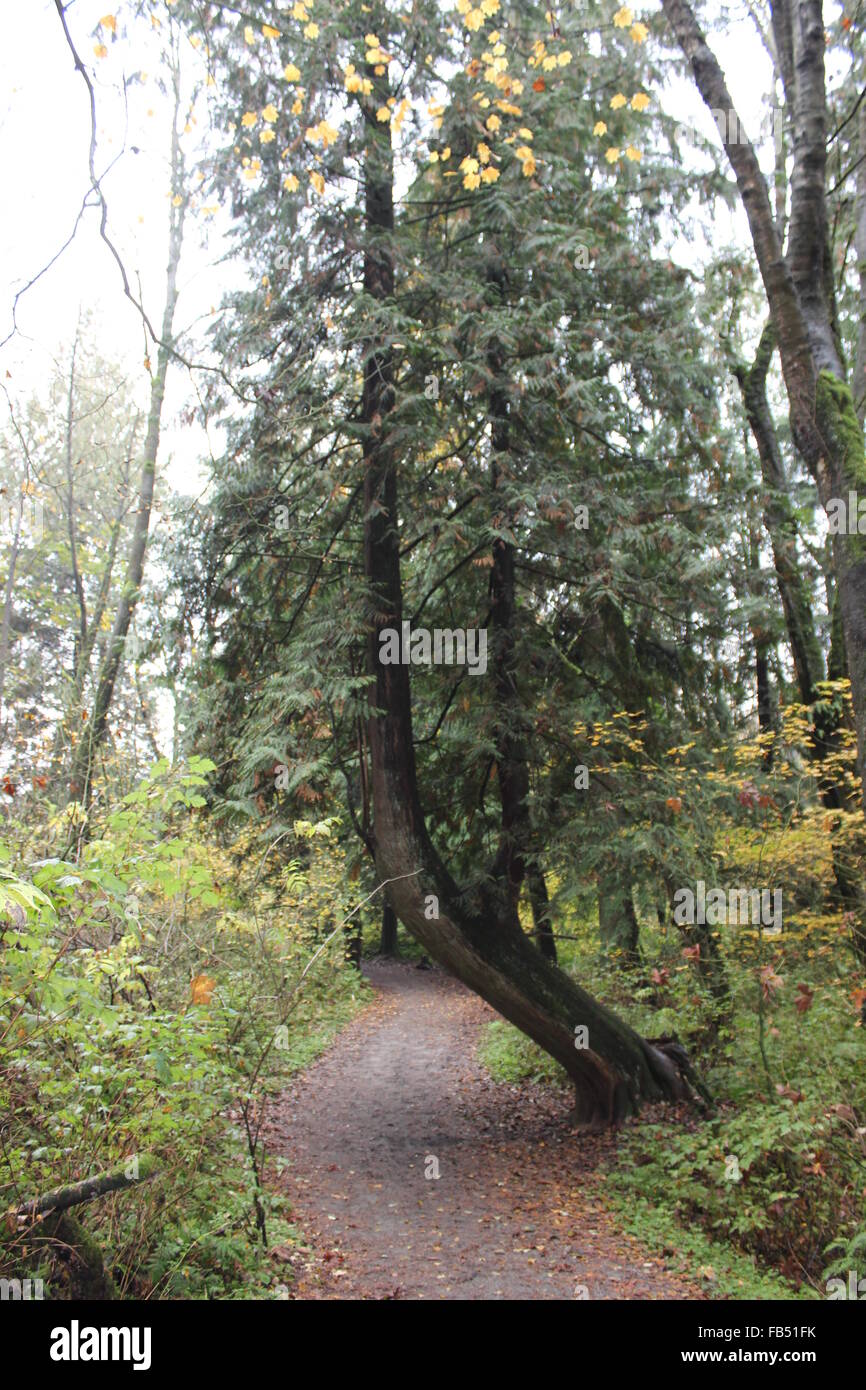 Path Leads to New Growth Stock Photo - Alamy