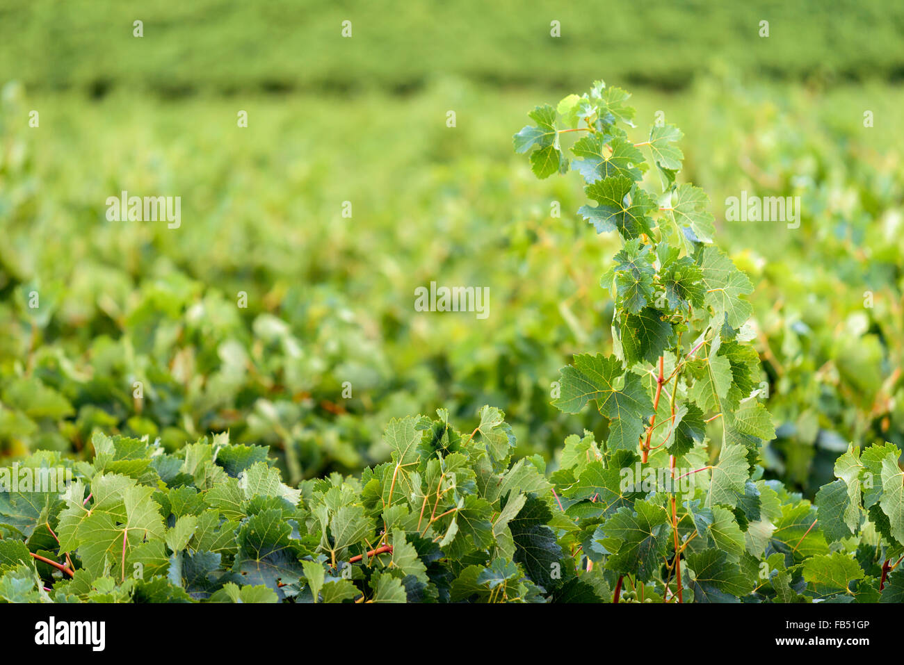 Grape stalk in Barossa valley winery, South Australia Stock Photo - Alamy