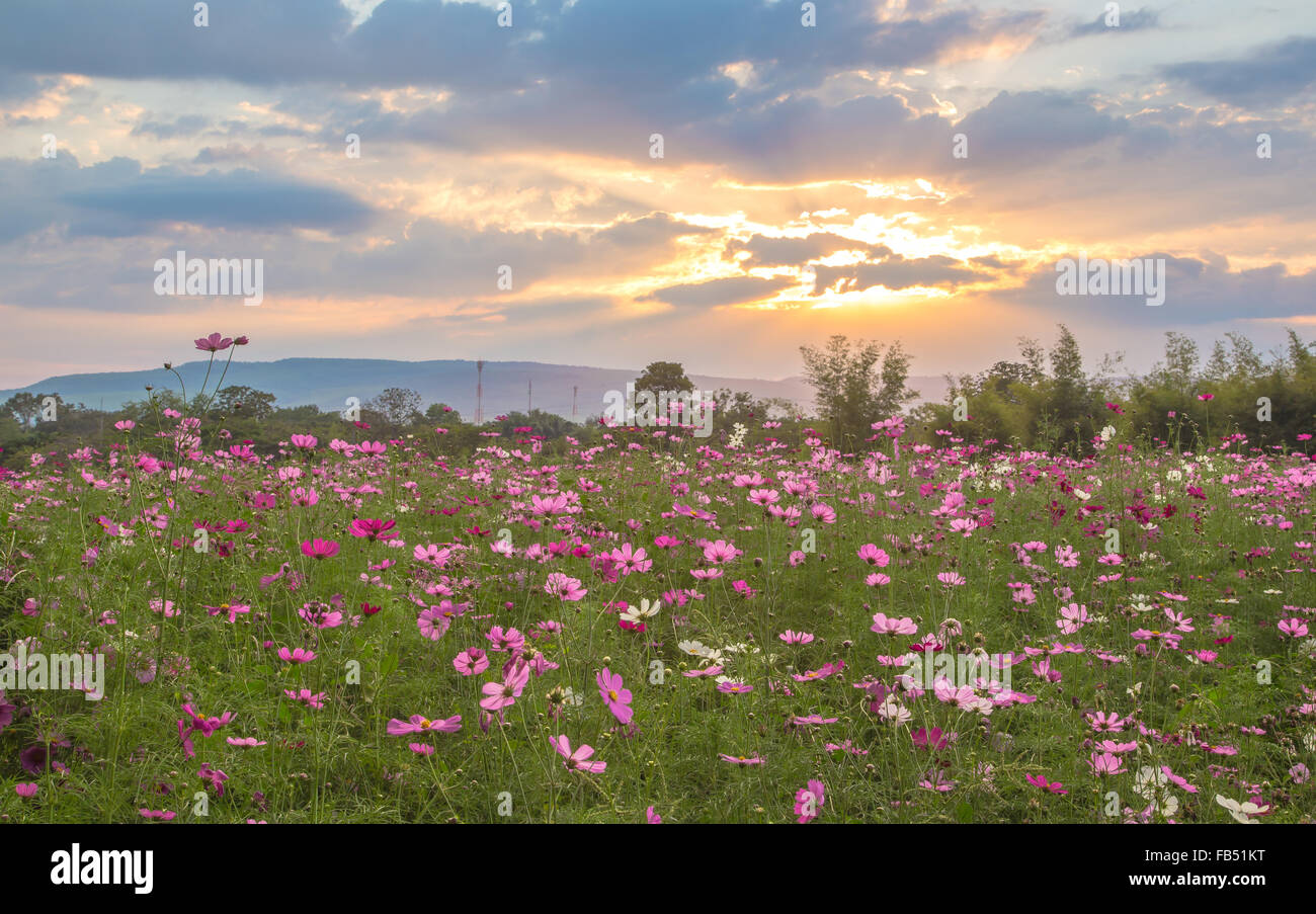 cosmos flowers in sunset Stock Photo - Alamy