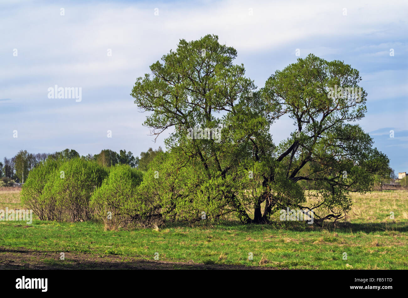 Spring field with willow tree near village Stock Photo - Alamy