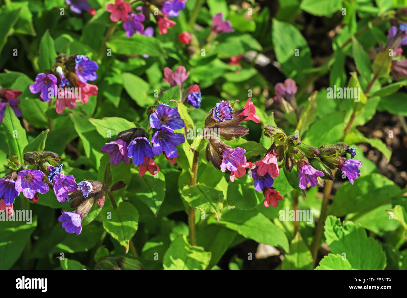 Spring flowers 2015.Pulmonaria flower Stock Photo - Alamy