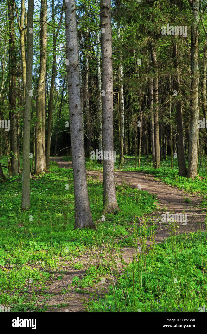 Old grass road through spring forest Stock Photo - Alamy