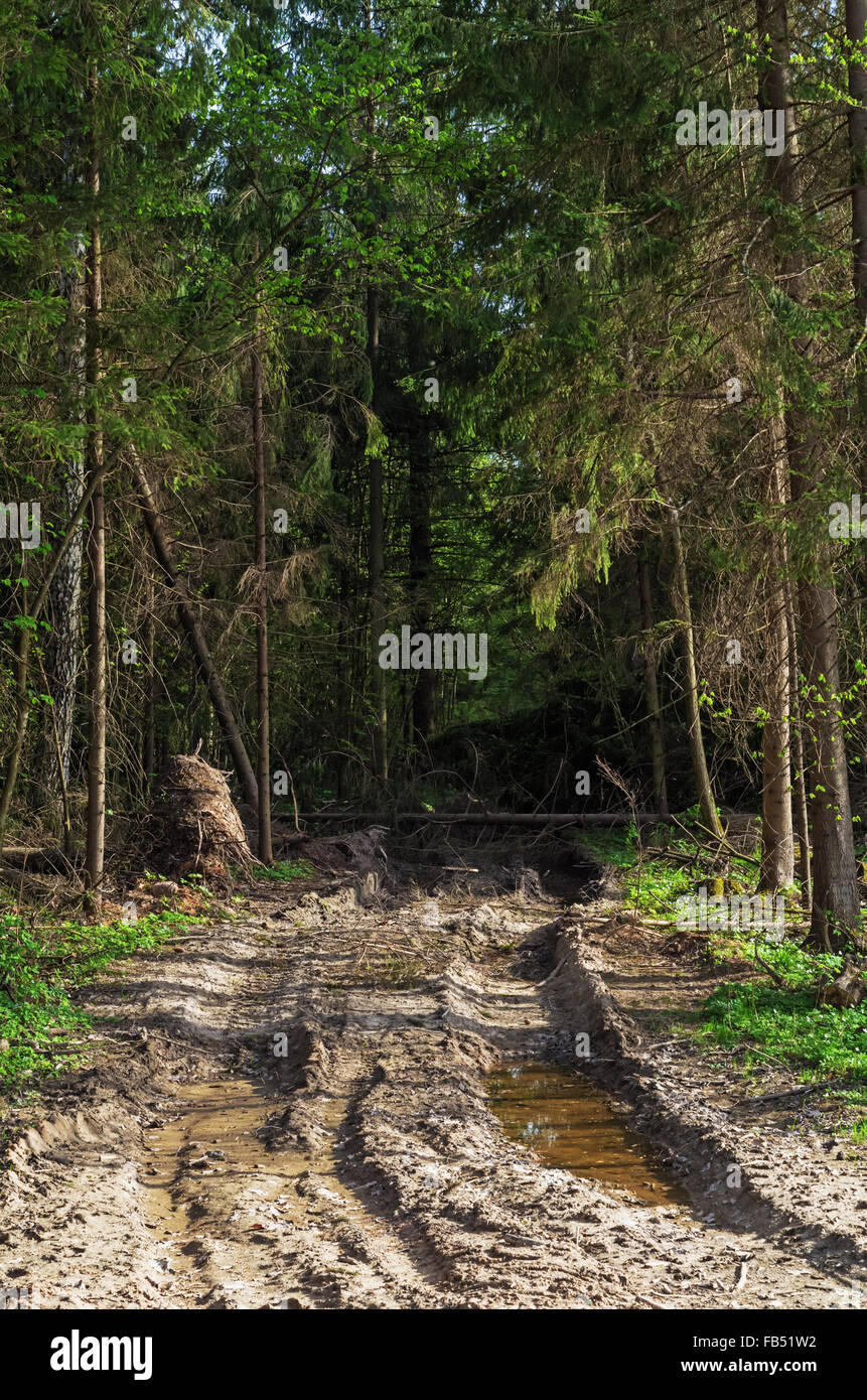 Dirty road through spring forest. Evening Stock Photo - Alamy