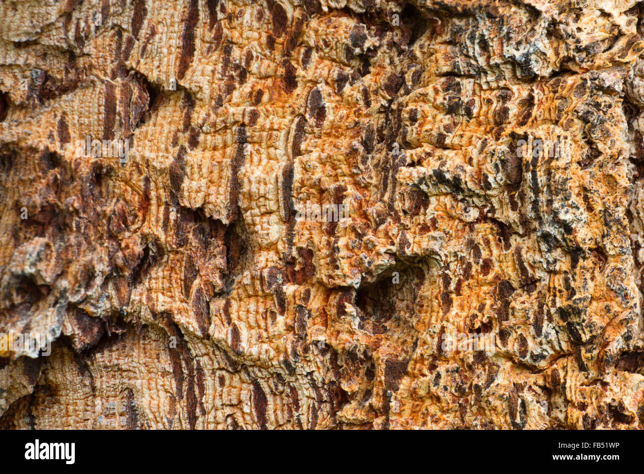 Douglas fir bark along Swan Creek Trail, Gallatin National Forest ...