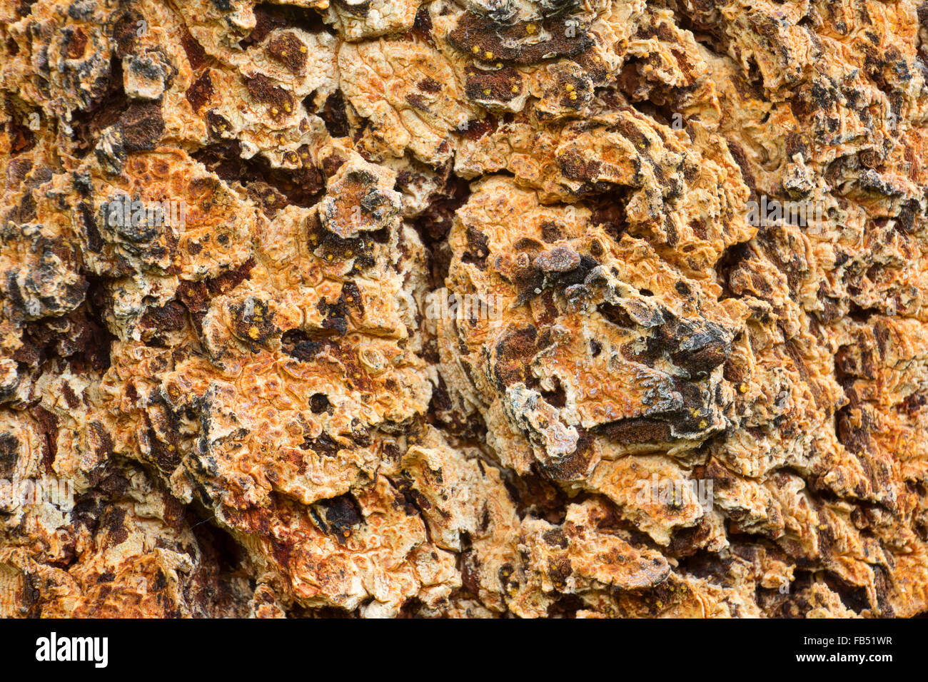 Douglas fir tree bark hi-res stock photography and images - Alamy