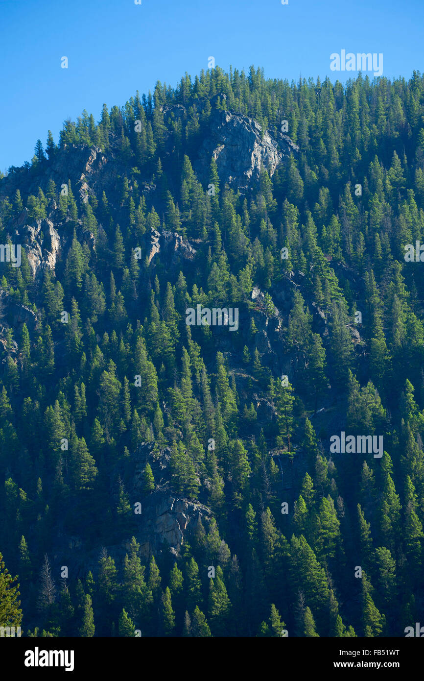 Canyon slope above Gallatin River, Gallatin National Forest, Montana ...