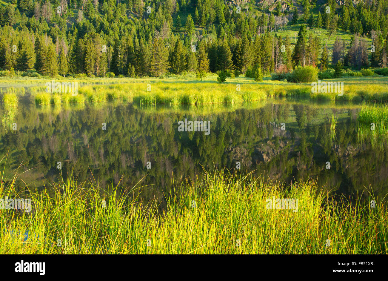 Beaver Creek pond, Madison River Canyon Earthquake Area, Gallatin ...