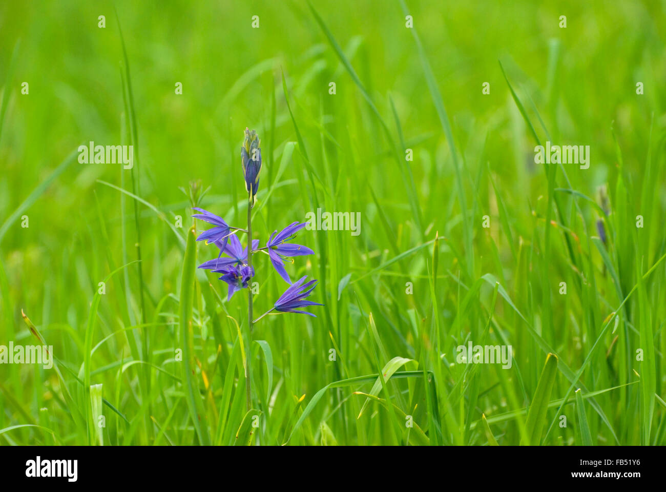 Salem common hi-res stock photography and images - Alamy