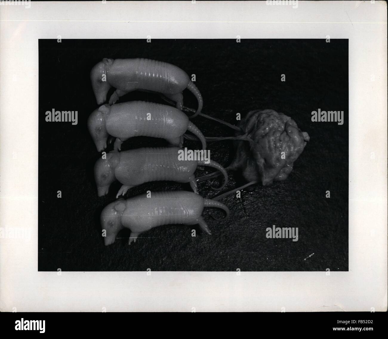 Armadillo quadruplets look very much alike hi-res stock photography and ...